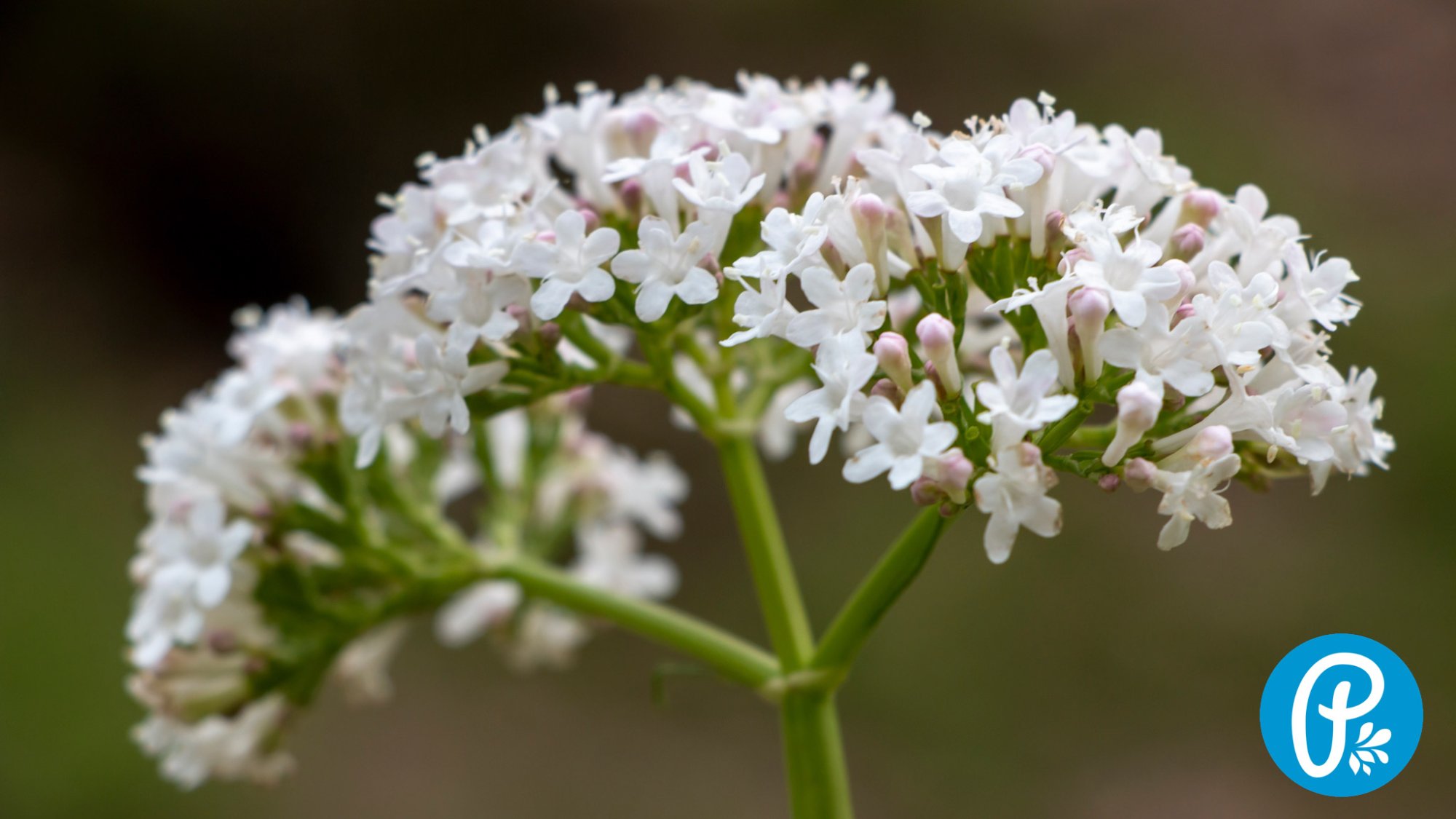 Kozlík lékařský - s čím vším pomůže? - Panakeia.cz