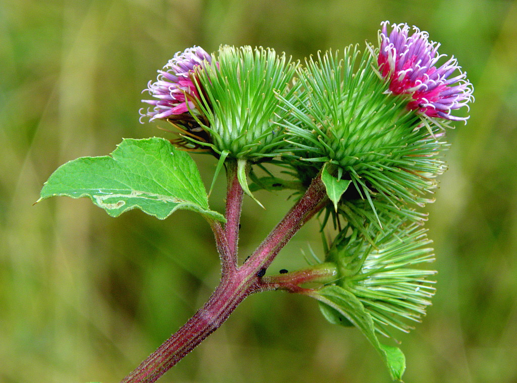 Lopuch větší - Panakeia.cz